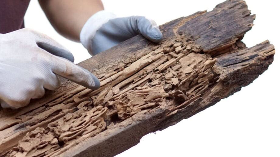 Top 9 Signs of Termites in Your Home (Complete Guide)