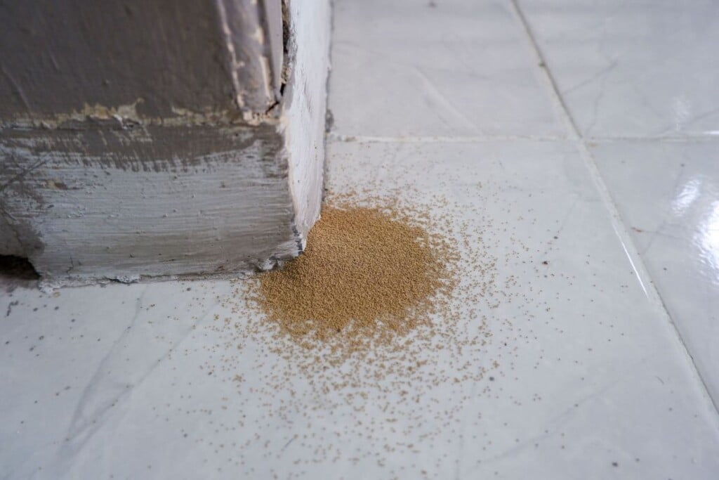 Top 9 Signs of Termites in Your Home (Complete Guide)