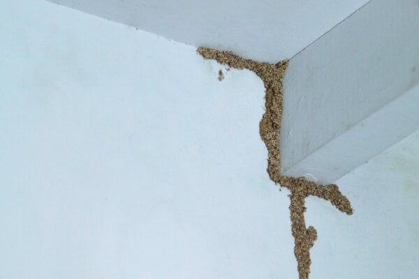 Top 9 Signs of Termites in Your Home (Complete Guide)