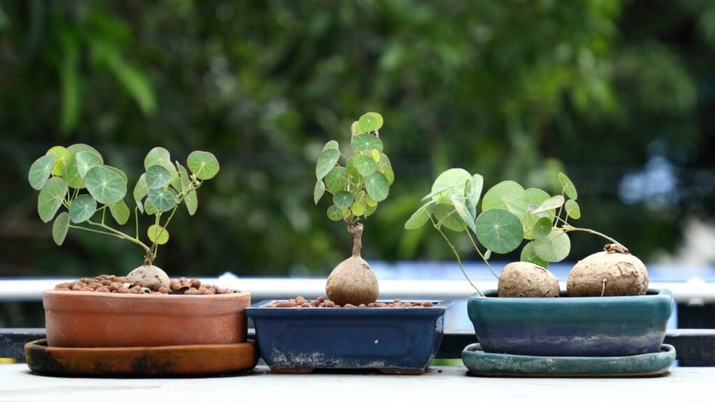 Stephania Erecta CARE GUIDE, Sprouting Instructions + FAQ