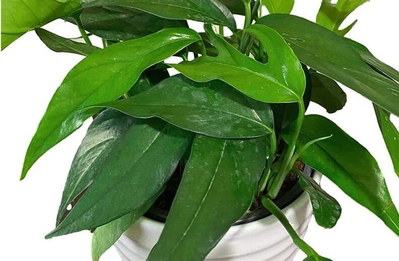 How to Plant, Grow, and Care for Baltic Blue Pothos - Full Guide