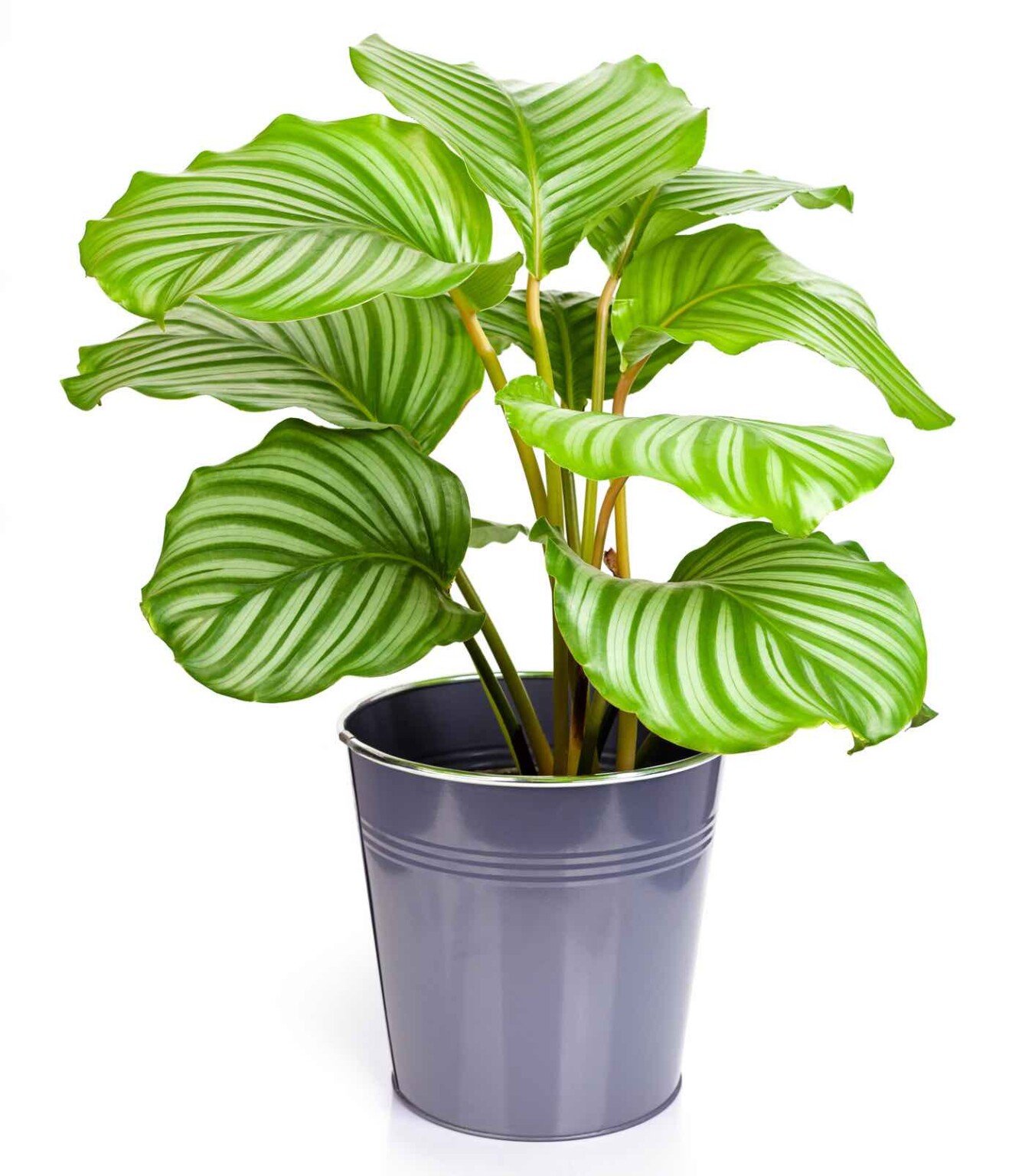 How to Plant, Grow, and Care for Calathea Plant Indoors