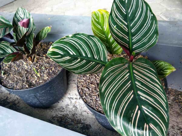 How to Plant, Grow, and Care for Calathea Plant Indoors