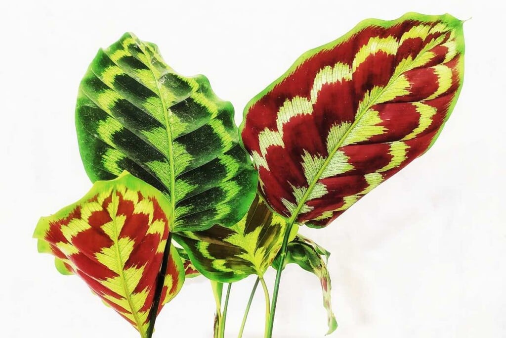 How to Plant, Grow, and Care for Calathea Plant Indoors