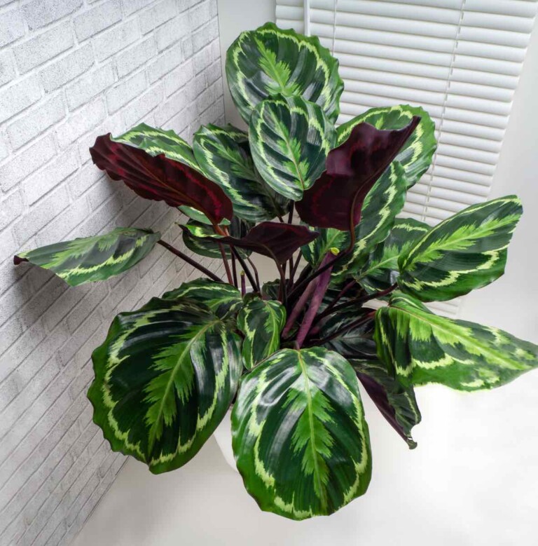 How to Plant, Grow, and Care for Calathea Plant Indoors