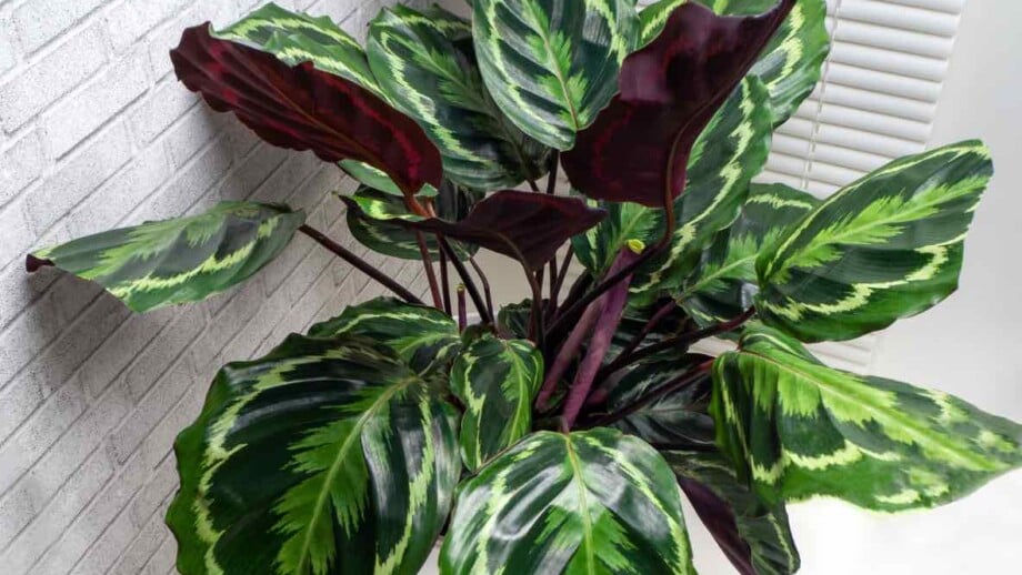 How to Plant, Grow, and Care for Calathea Plant Indoors