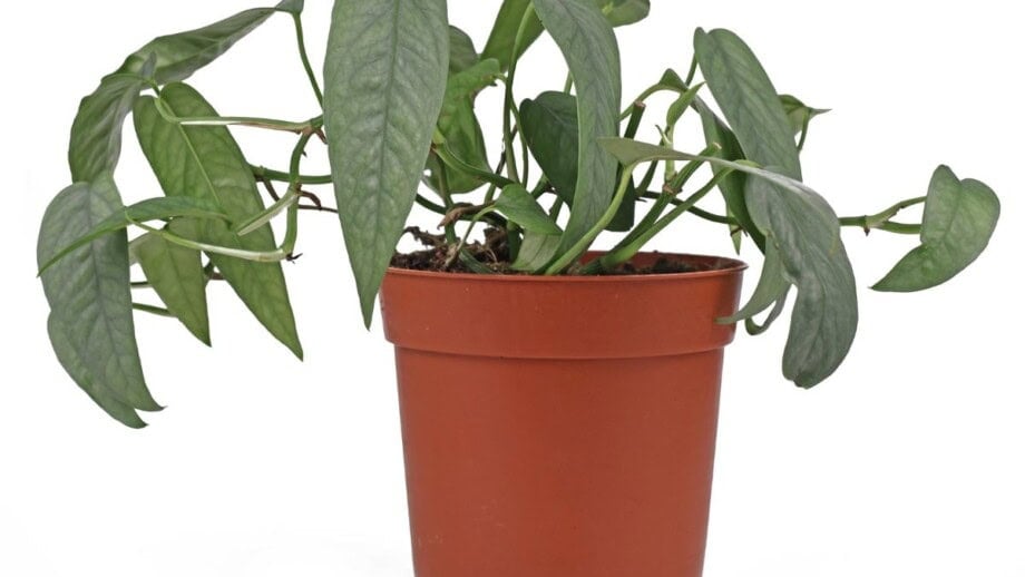 Types of Pothos: 15 Varieties to Consider Growing Today