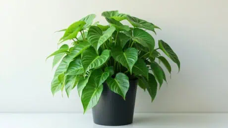 How to Plant, Grow, and Care for Global Green Pothos - Full Guide