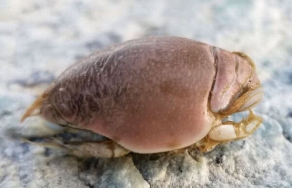 Sand Fleas: What Exactly Are They and Do They Bite?