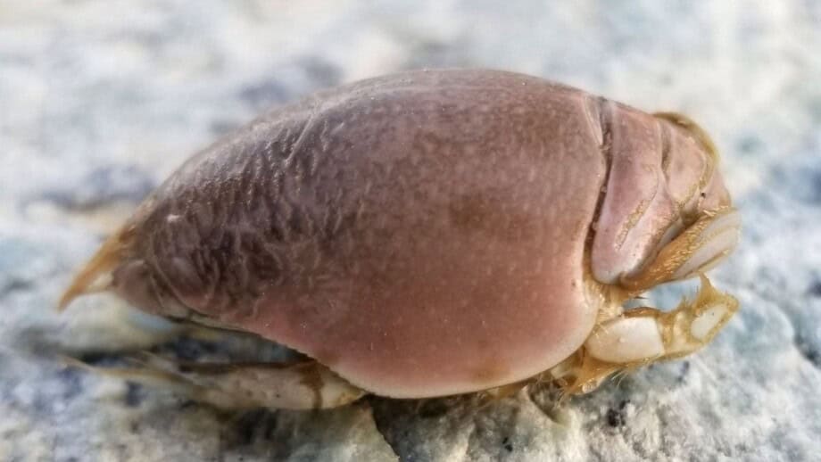 Sand Fleas: What Exactly Are They and Do They Bite?