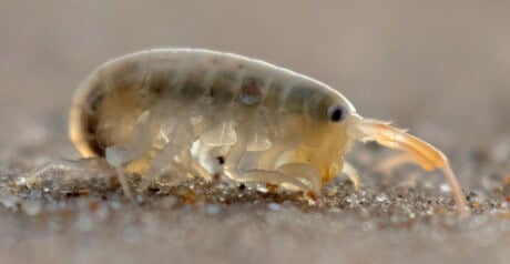 Sand Fleas: What Exactly Are They and Do They Bite?