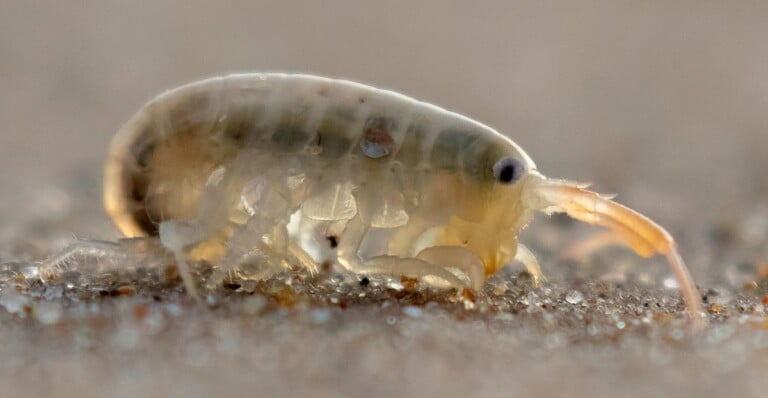 Sand Fleas: What Exactly Are They and Do They Bite?