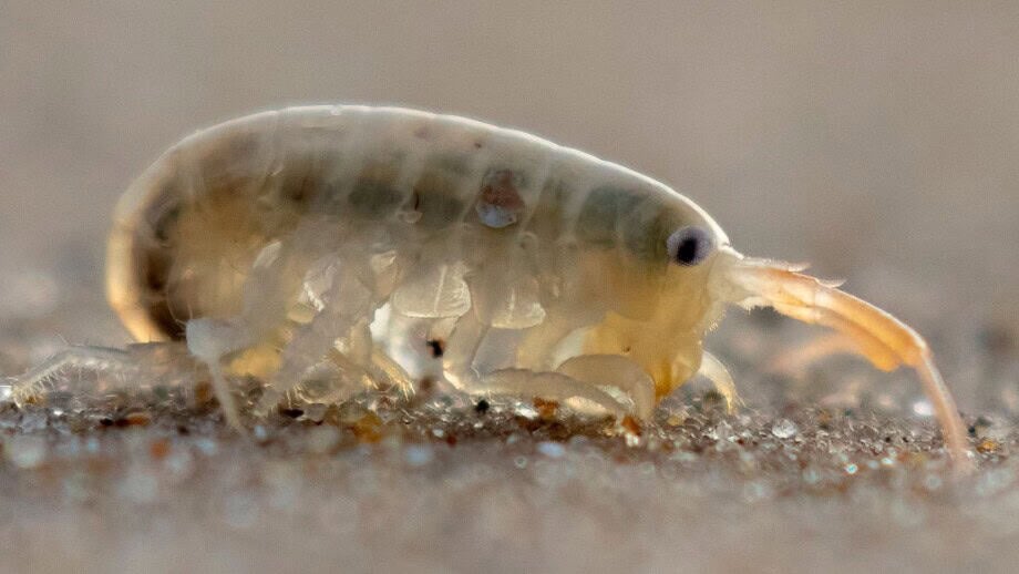 Sand Fleas What Exactly Are They And Do They Bite