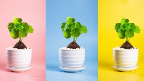 Stephania Erecta CARE GUIDE, Sprouting Instructions + FAQ