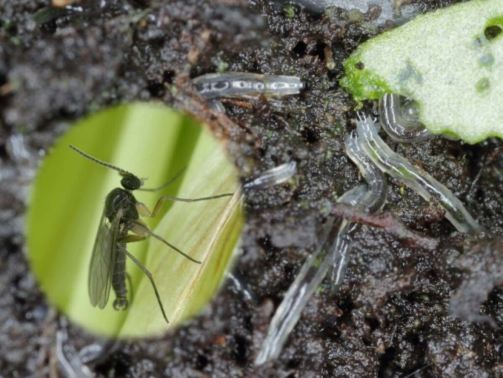 How to Get Rid of Fungus Gnats Effectively (Complete Guide)