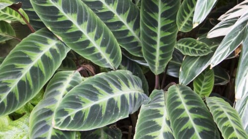 How to Plant, Grow, and Care for Calathea Plant Indoors