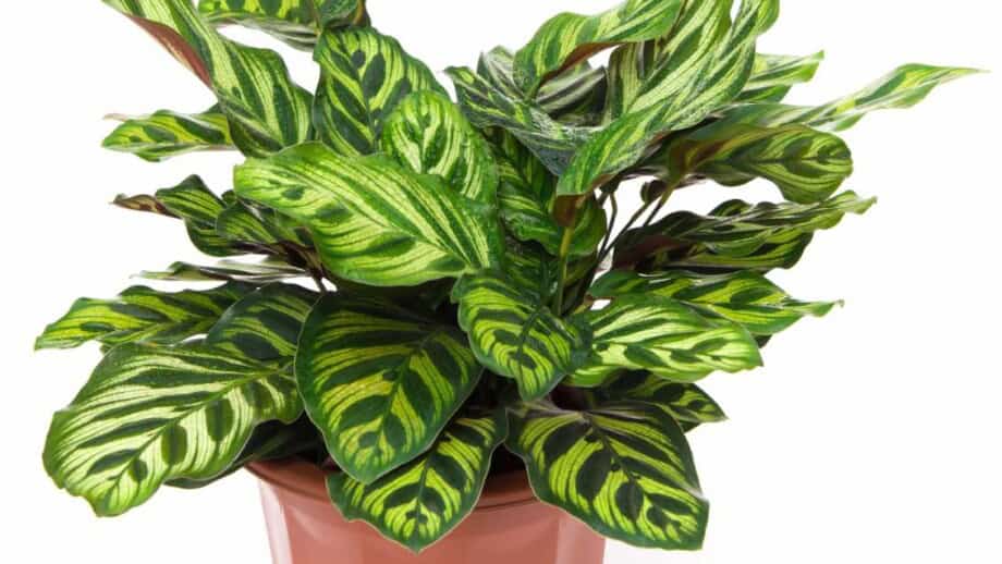 How to Plant, Grow, and Care for Calathea Plant Indoors