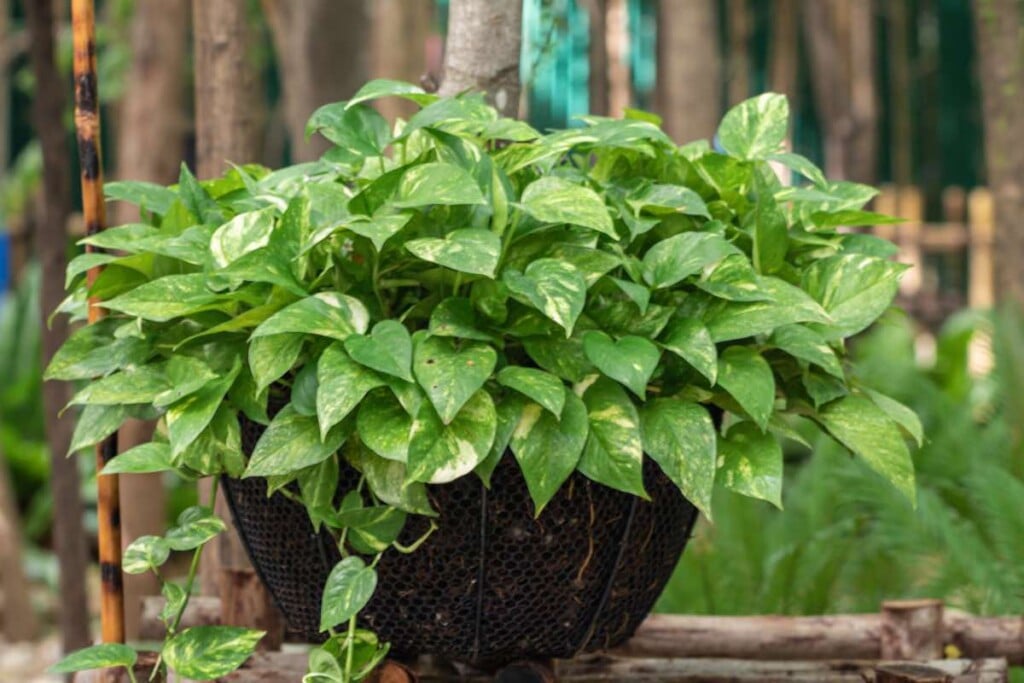Types of Pothos: 15 Varieties to Consider Growing Today