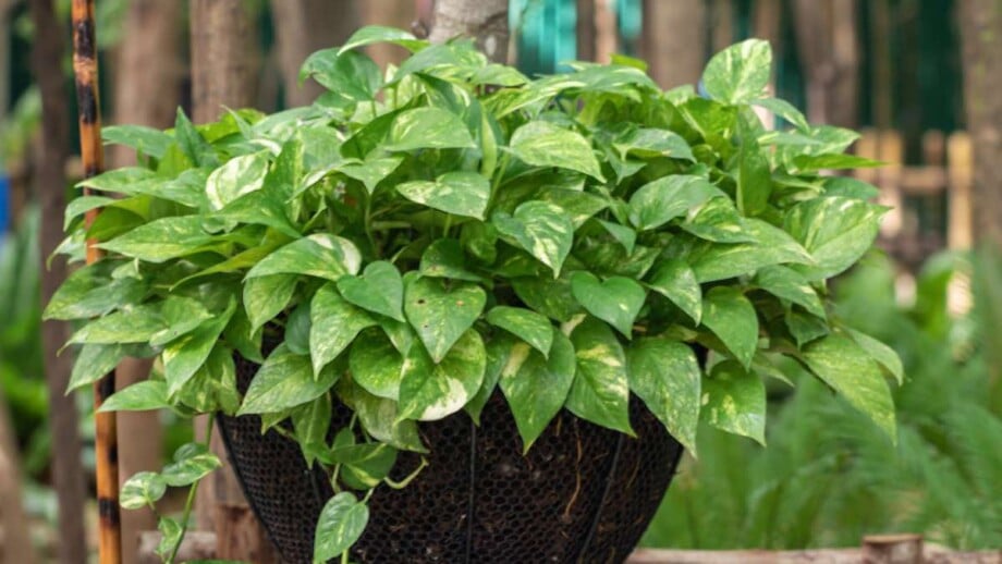 Types of Pothos: 15 Varieties to Consider Growing Today