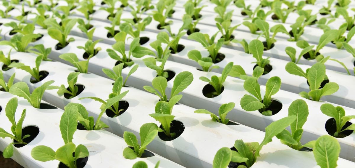 Hydroponic Systems: How They Work and the Best Ones in 2023