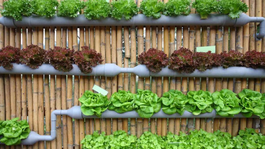 Hydroponic Systems: How They Work and the Best Ones in 2023
