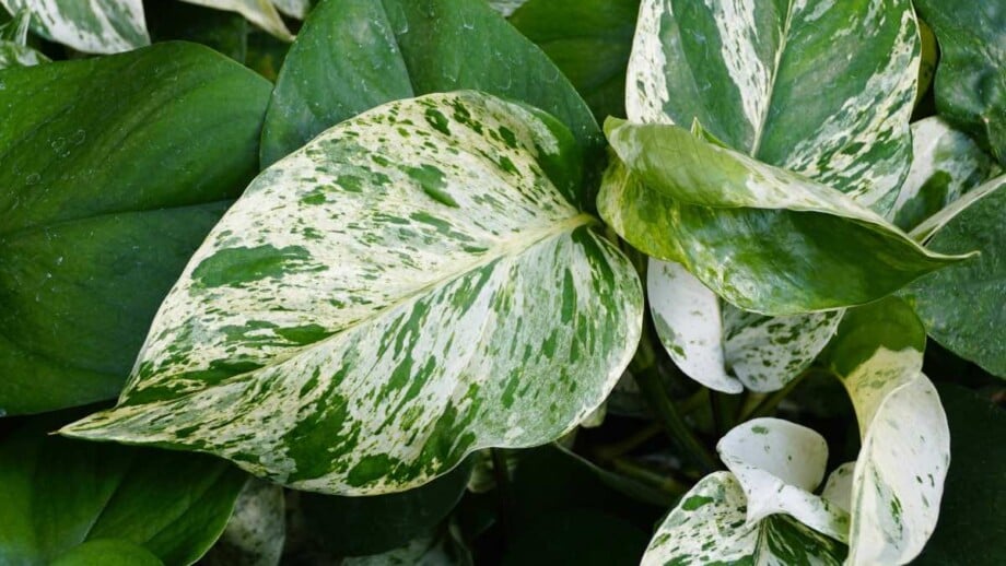 How to Plant, Grow, and Care for Marble Queen Pothos How to Plant, Grow, and Care for Marble Queen Pothos