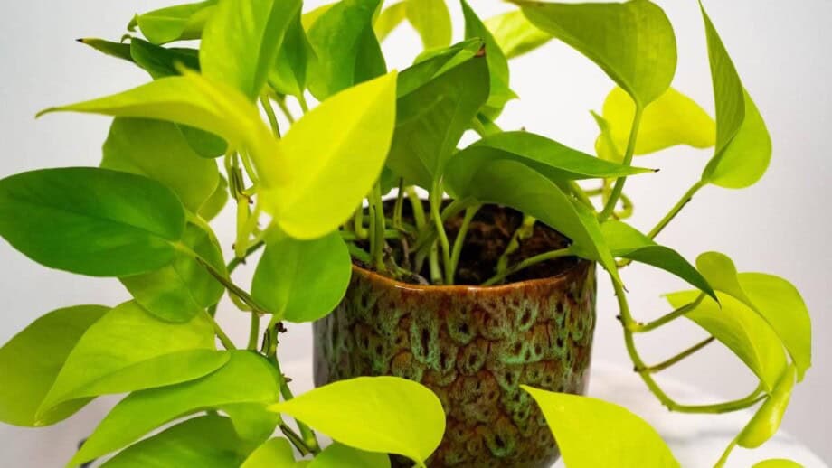 Types of Pothos: 15 Varieties to Consider Growing Today