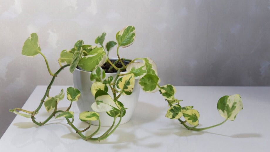 Types of Pothos: 15 Varieties to Consider Growing Today