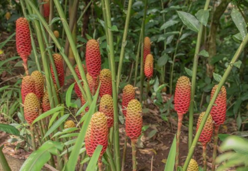 How to Plant, Grow, and Care for Shampoo Ginger Lily