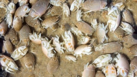 Sand Fleas: What Exactly Are They and Do They Bite?
