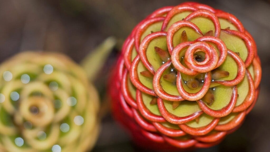 How to Plant, Grow, and Care for Shampoo Ginger Lily