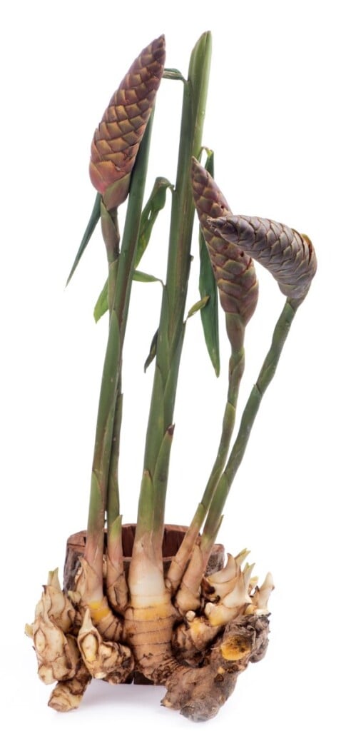 How to Plant, Grow, and Care for Shampoo Ginger Lily
