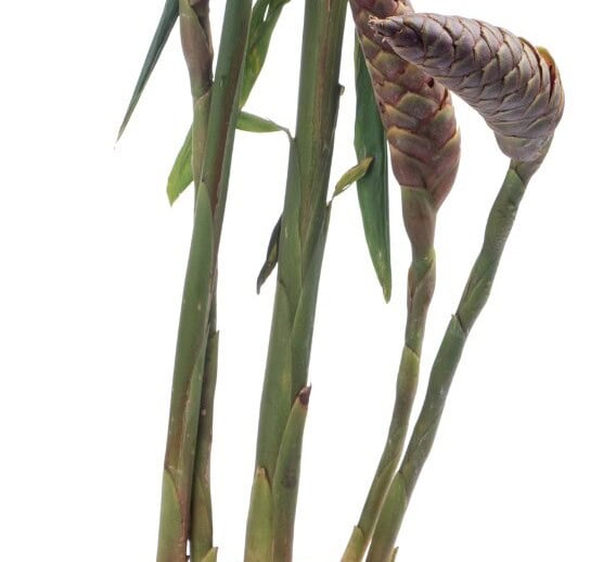 How to Plant, Grow, and Care for Shampoo Ginger Lily