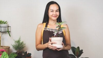 Wandering Jew: Complete Plant Care and Growing Guide