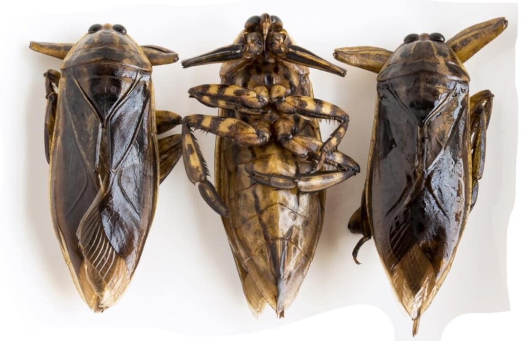 Water Bugs: What Are They Exactly and How to Get Rid of Them