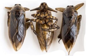 Water Bugs: What Are They Exactly and How to Get Rid of Them