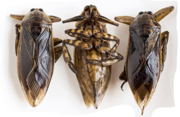 Water Bugs: What Are They Exactly and How to Get Rid of Them