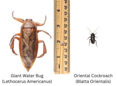 Water Bugs: What Are They Exactly and How to Get Rid of Them