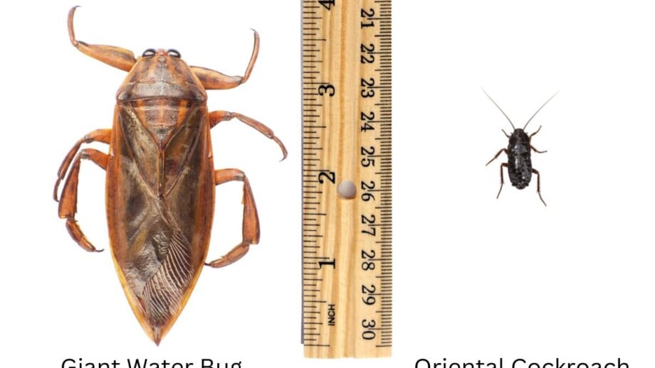 Water Bugs: What Are They Exactly and How to Get Rid of Them