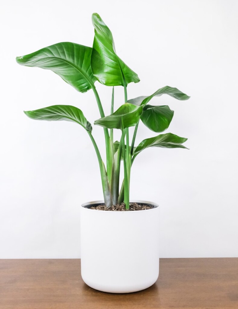 FULL GUIDE: White Bird of Paradise Care (Strelitzia Nicolai) + FAQ