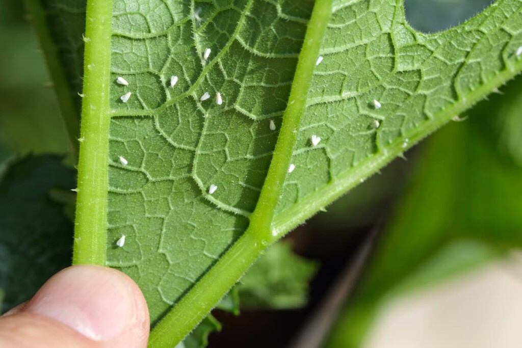 How to Identify and Control Whiteflies Effectively