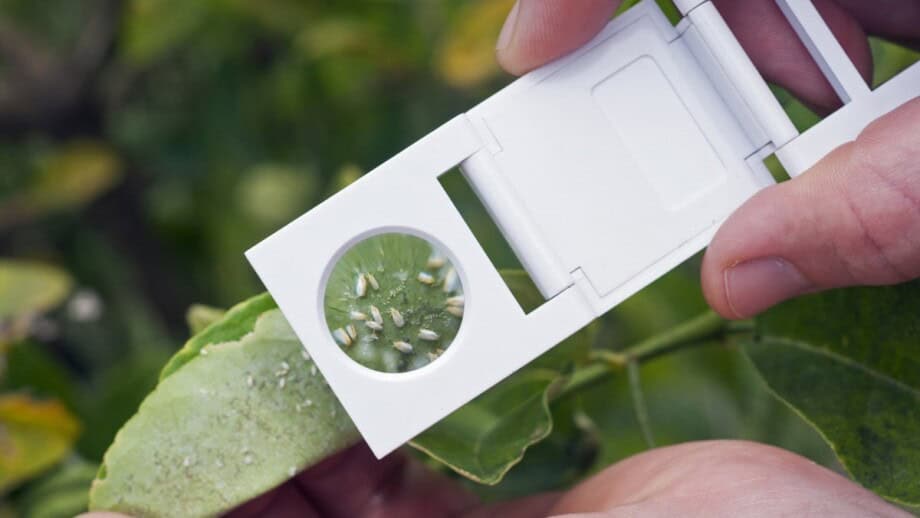 How to Identify and Control Whiteflies Effectively