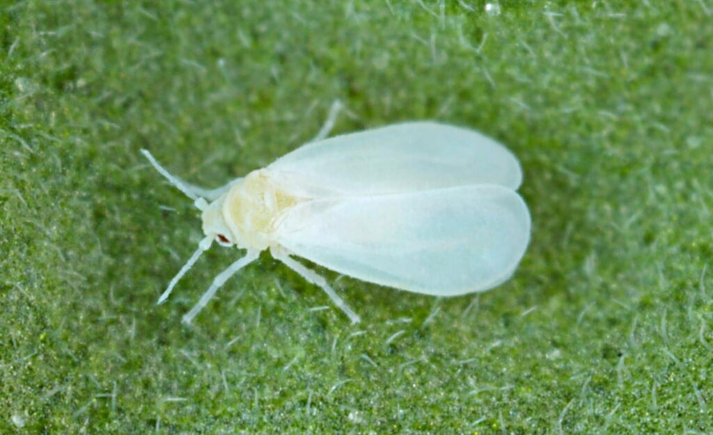How to Identify and Control Whiteflies Effectively