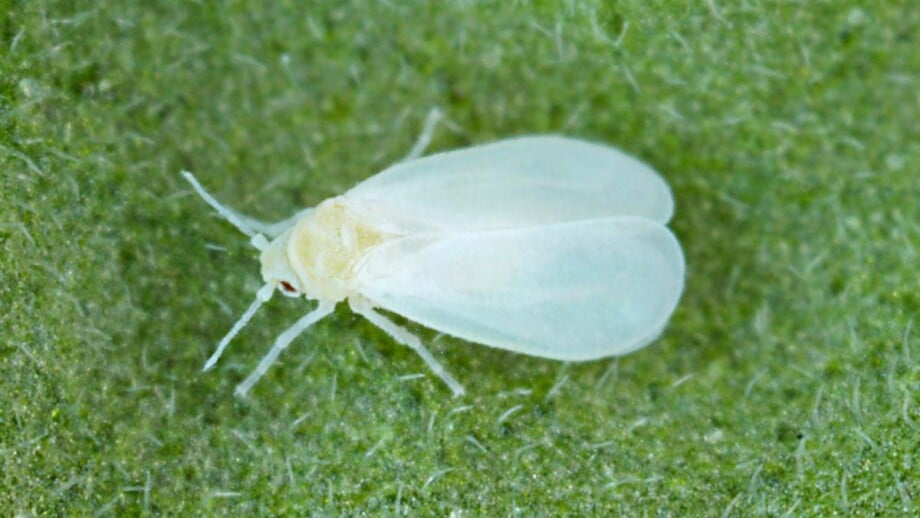 How to Identify and Control Whiteflies Effectively
