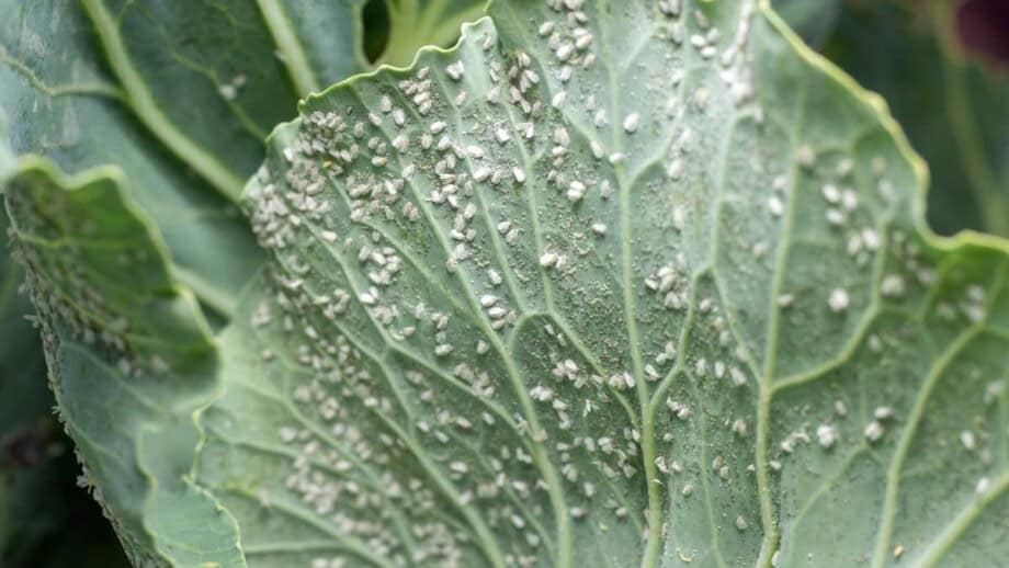 How to Identify and Control Whiteflies Effectively