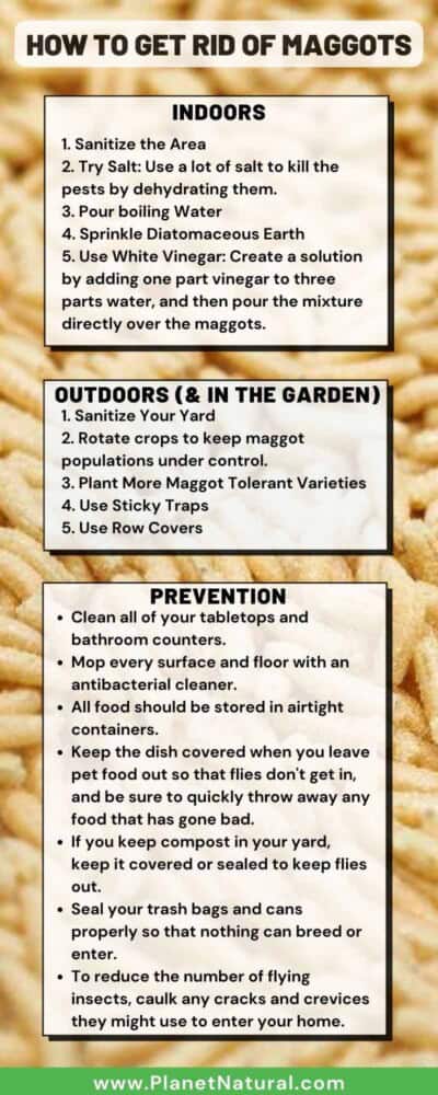How to Get Rid of Maggots Effectively (Indoors and Outdoors)