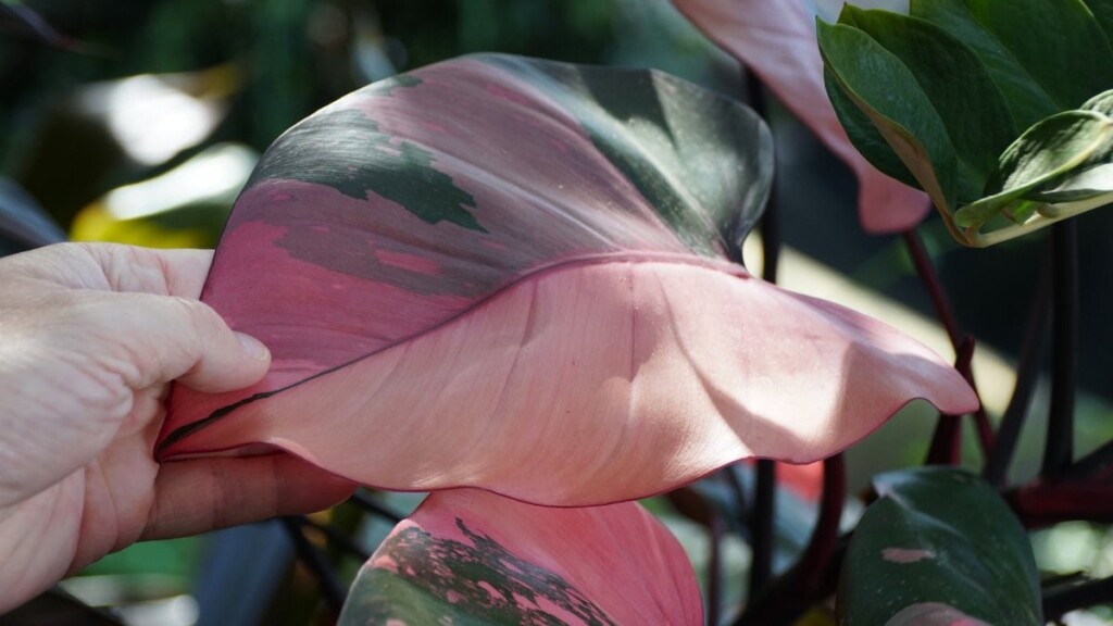 How to Grow and Care for Pink Princess Philodendron Easily