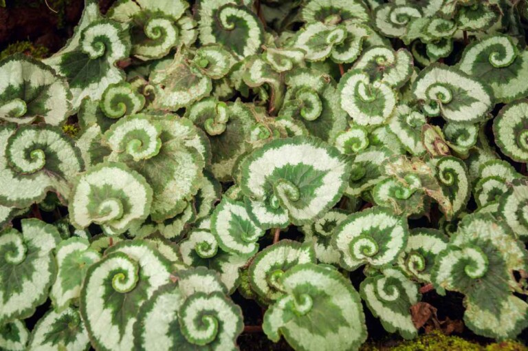 Begonia: How to Plant, Grow and Care for Begonia Plant