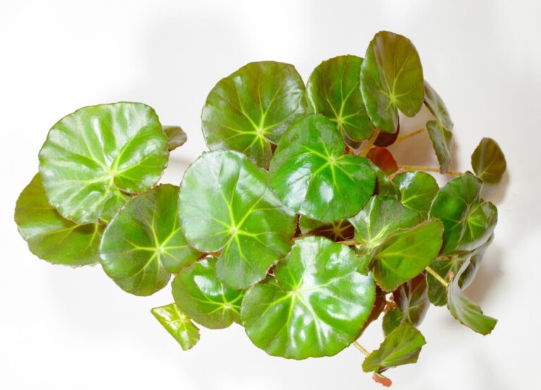 Begonia: How to Plant, Grow and Care for Begonia Plant