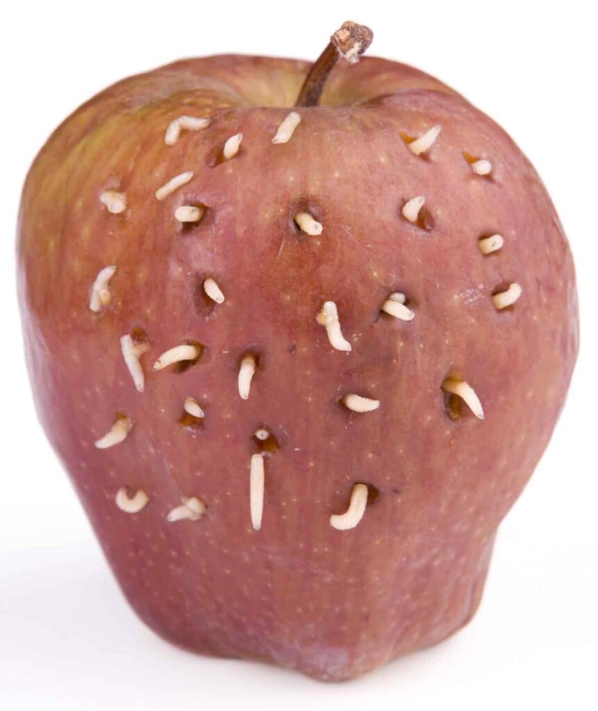 How to Get Rid of Maggots Effectively (Indoors and Outdoors)